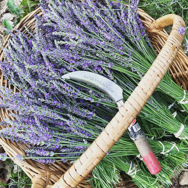 Lavender Bundles - Etsy