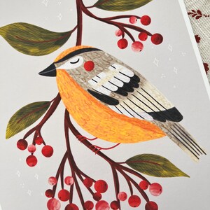 Birds Postcards, Postcard Set, Card Set, Card Bundle, Postcard Packs ...