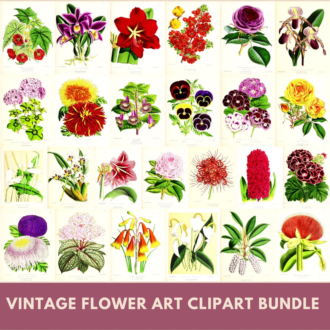 Victorian Flower Clip Art Bundle: Vintage Botanical Illustrations ...
