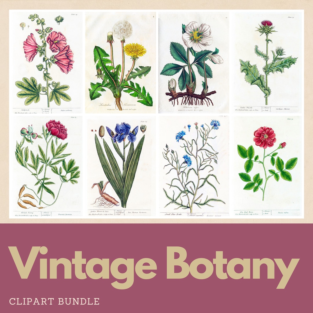 Vintage Flower Clip Art Bundle Herbs Plants Digital Images for Junk ...