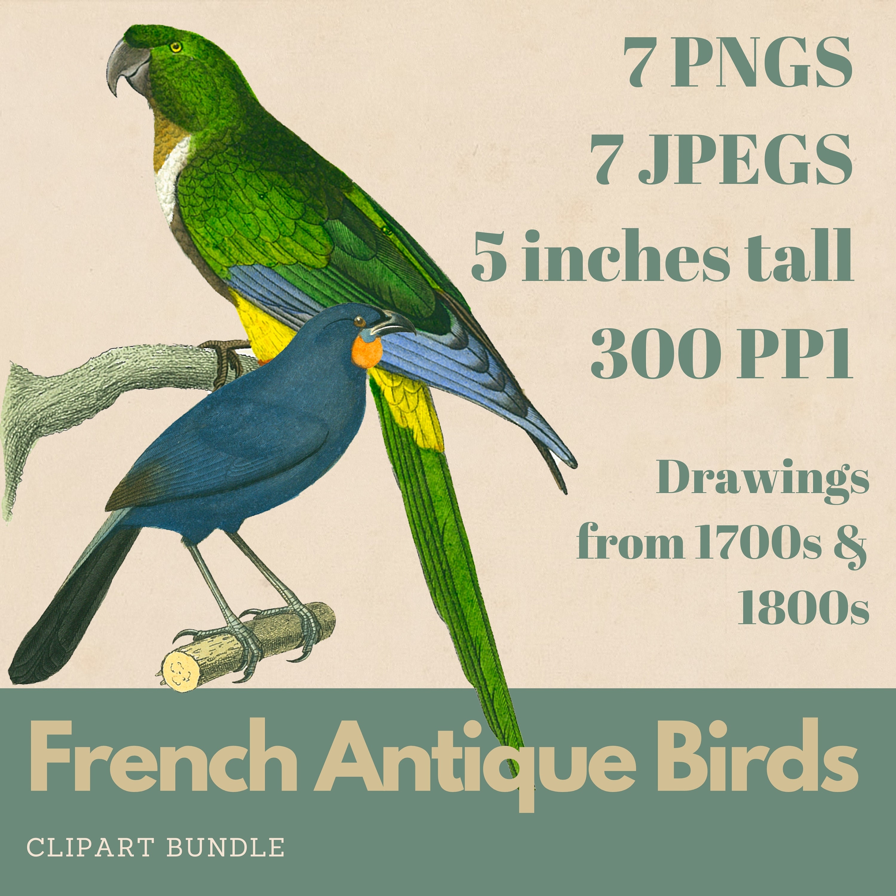 Birds Clipart Bundle Antique French Bird Illustrations Birds - Etsy