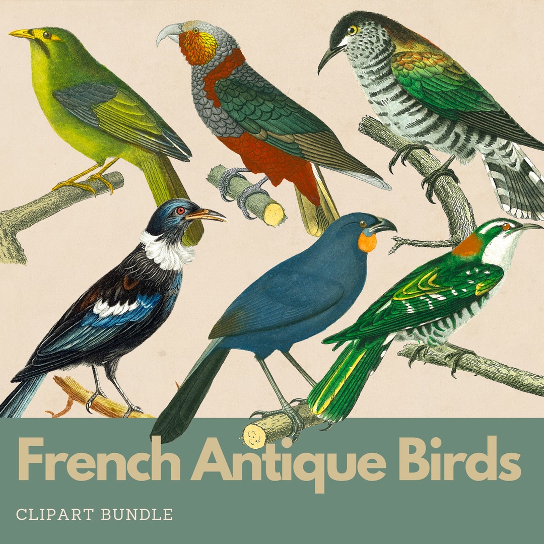 Birds Clipart Bundle Antique French Bird Illustrations Birds Clipart ...