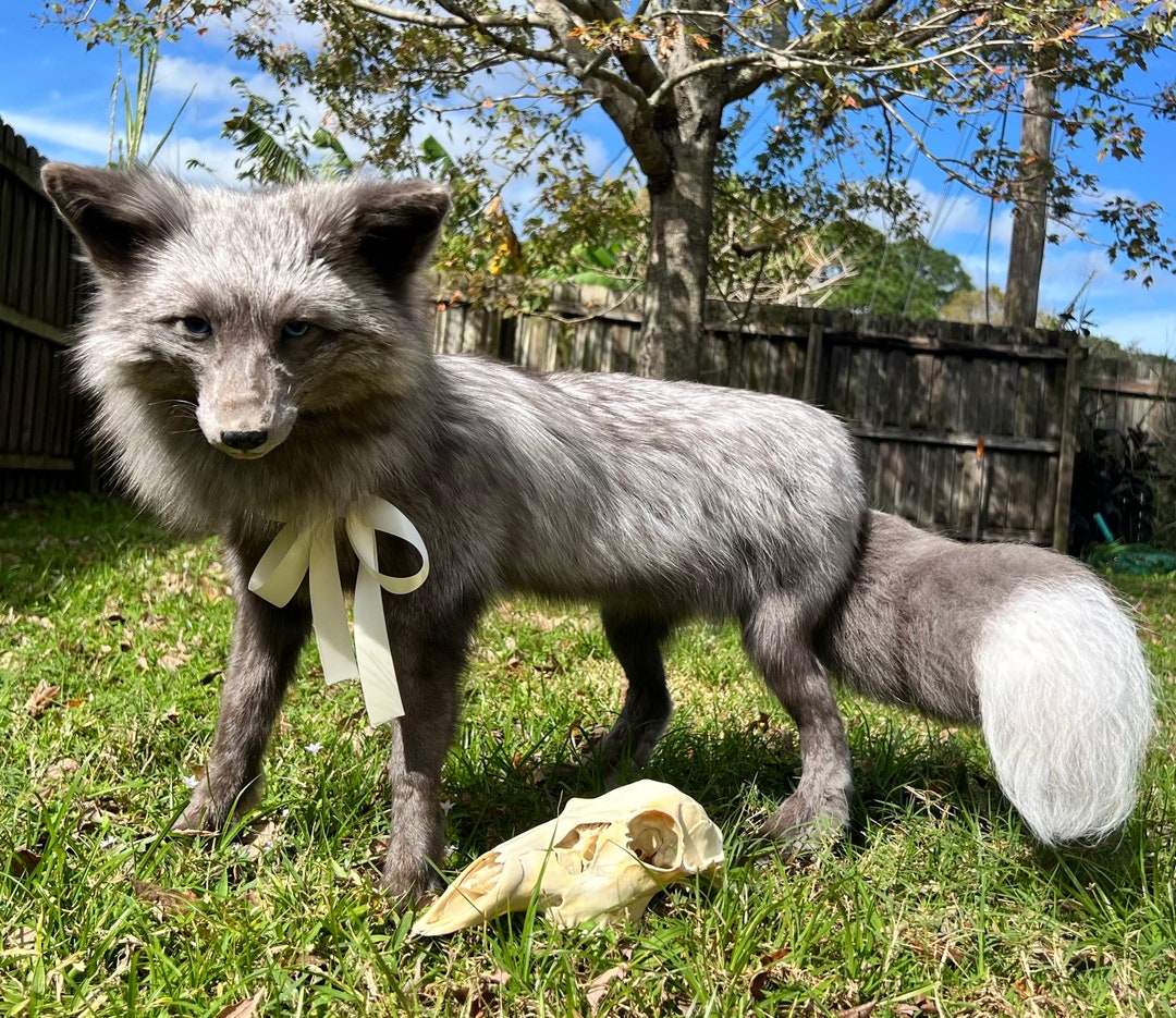 Fox Soft Mount Taxidermy Ranch Posable Locline Ranch Fox Oddity Cabin ...
