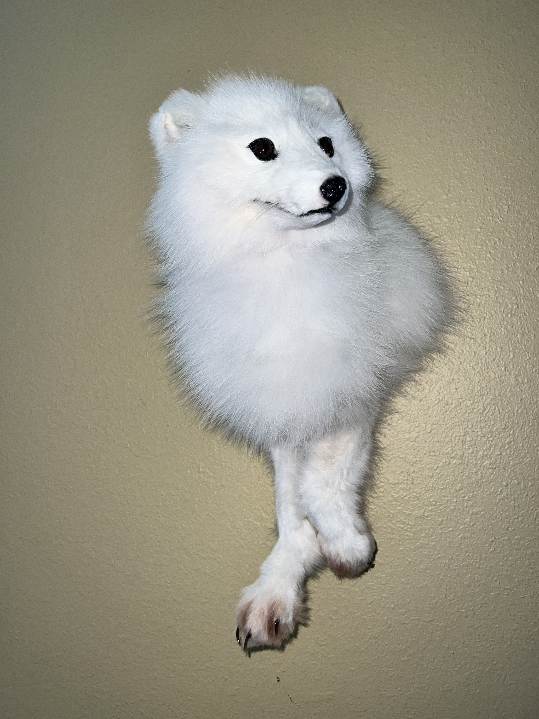 RARE Wall Mount Arctic Fox Taxidermy Wall Decor Cabin - Etsy