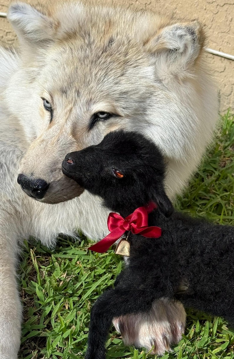 Lamb Soft Mount Taxidermy Posable Black Ram Sheep Gothic Witchy Decor ...