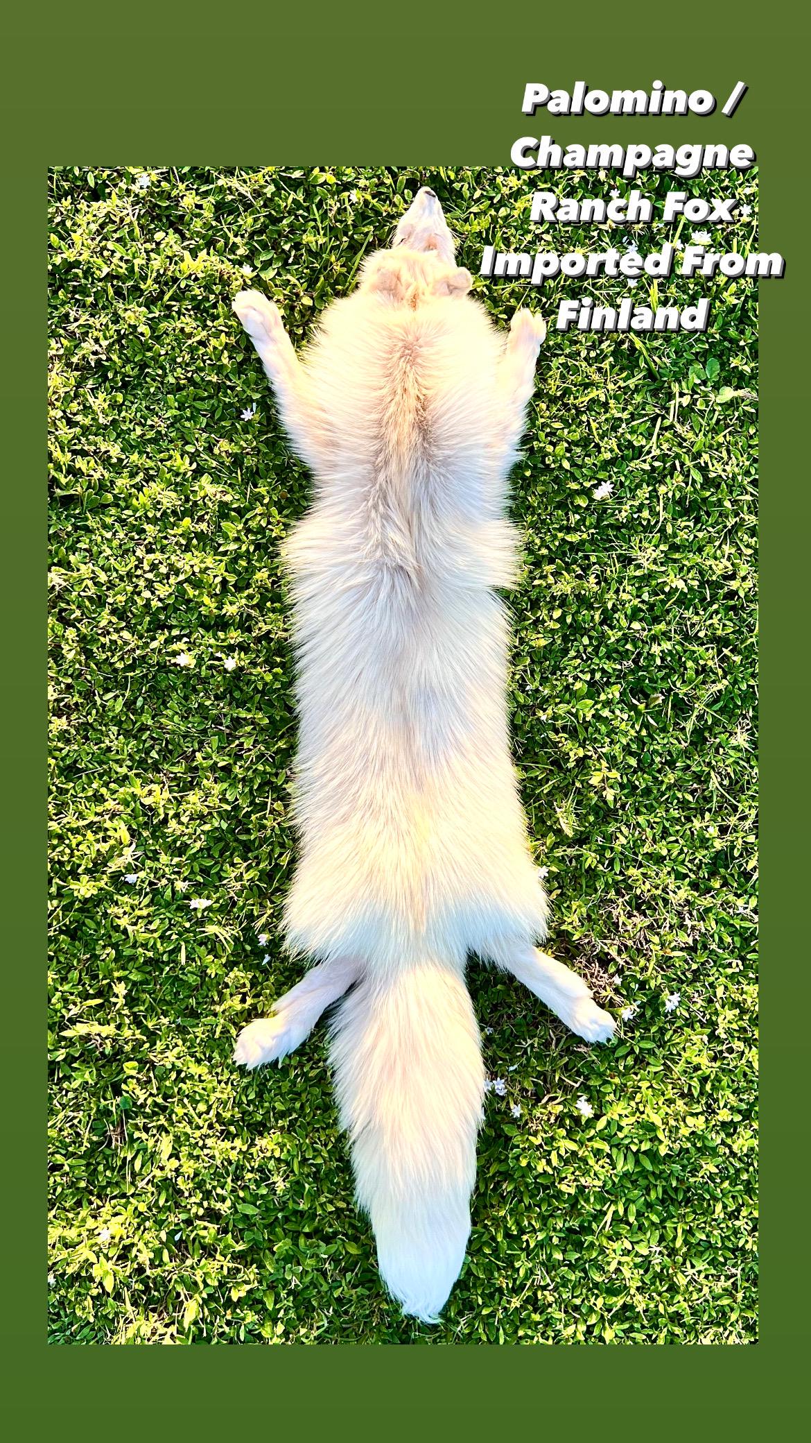 Taxidermy Soft Mount Partial Armature Commission Custom - Etsy