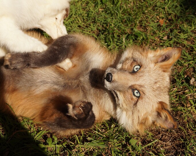Taxidermy Ranch Fox Soft Mount Posable With Standing Armature Pearl ...