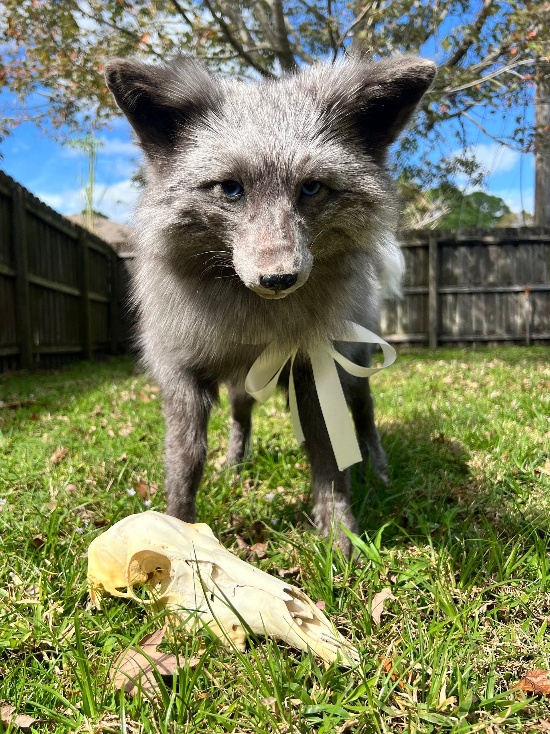 Fox Soft Mount Taxidermy Ranch Posable Locline Ranch Fox Oddity Cabin ...