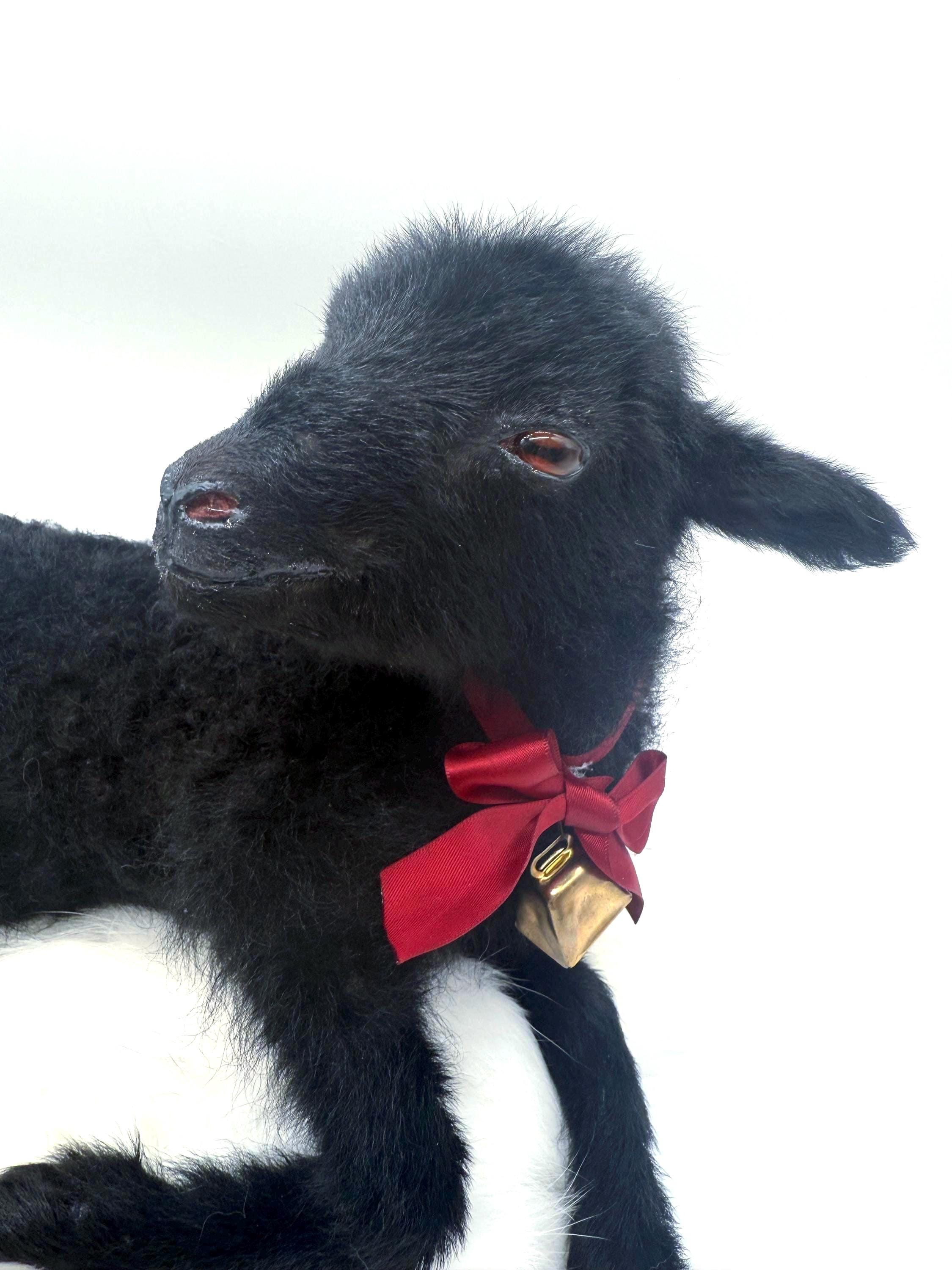 Lamb Soft Mount Taxidermy Posable Black Ram Sheep Gothic Witchy Decor ...