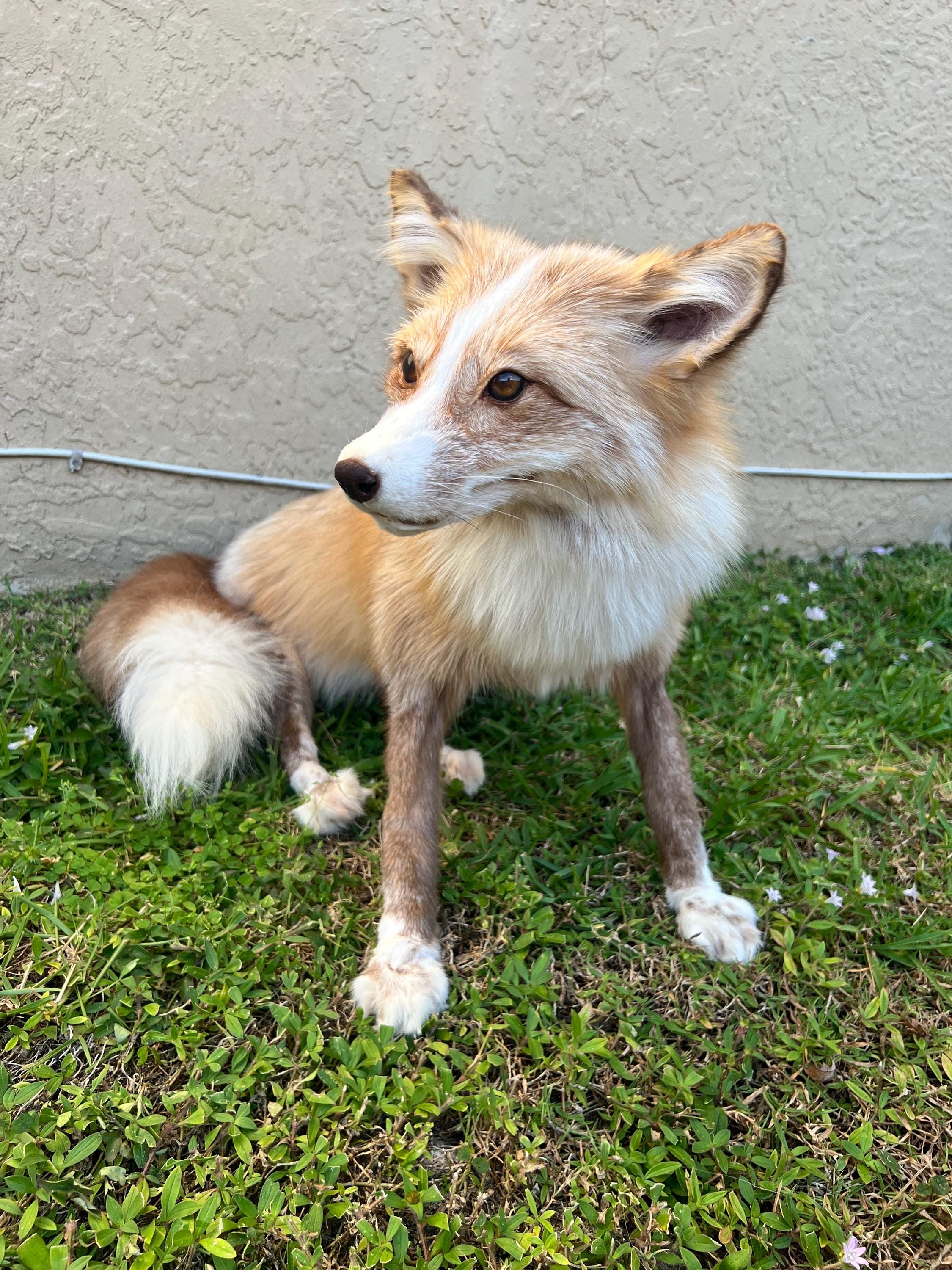 Taxidermy Soft Mount Partial Armature Commission Custom - Etsy