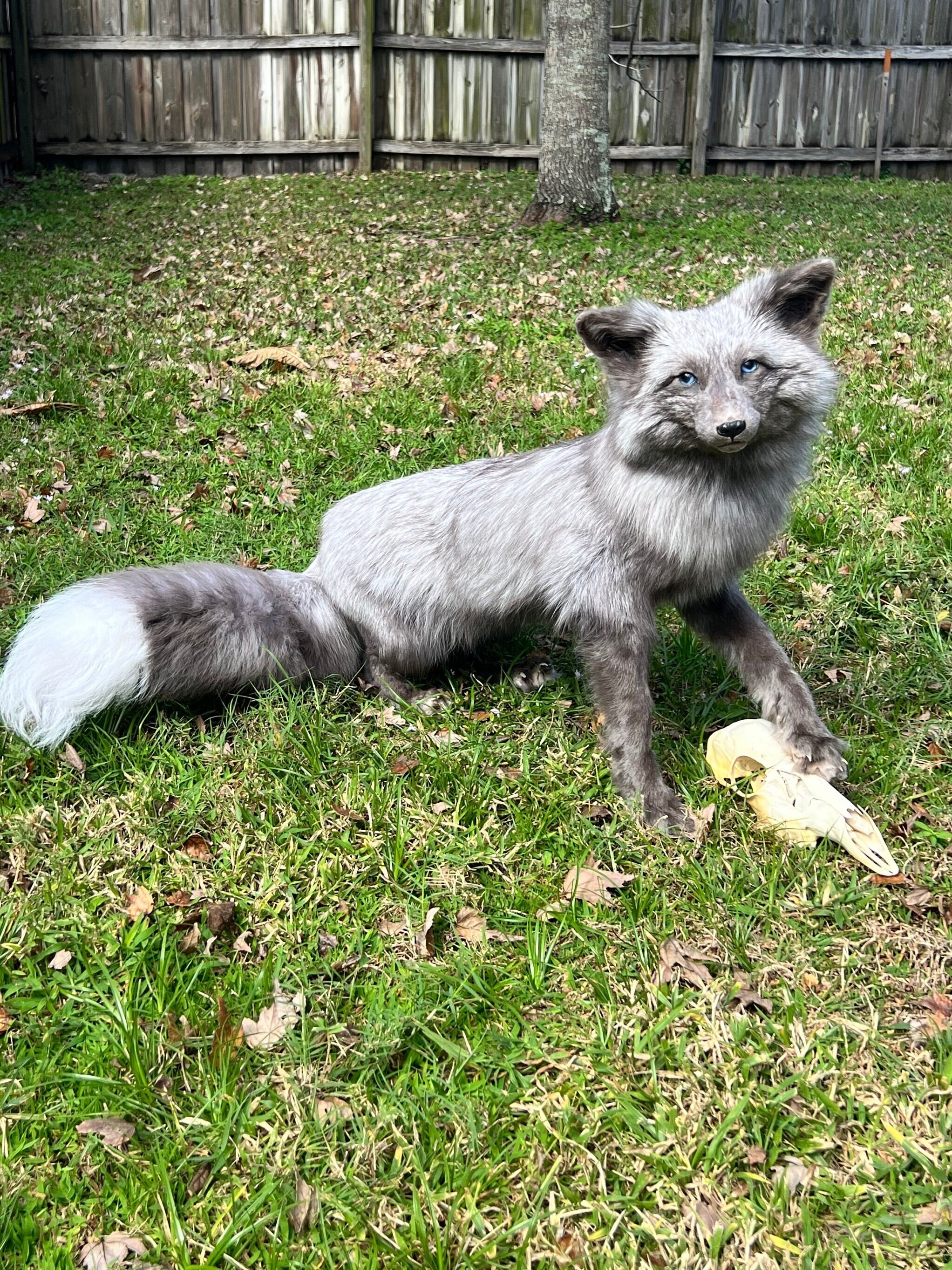 Fox Soft Mount Taxidermy Ranch Posable Locline Ranch Fox Oddity Cabin ...