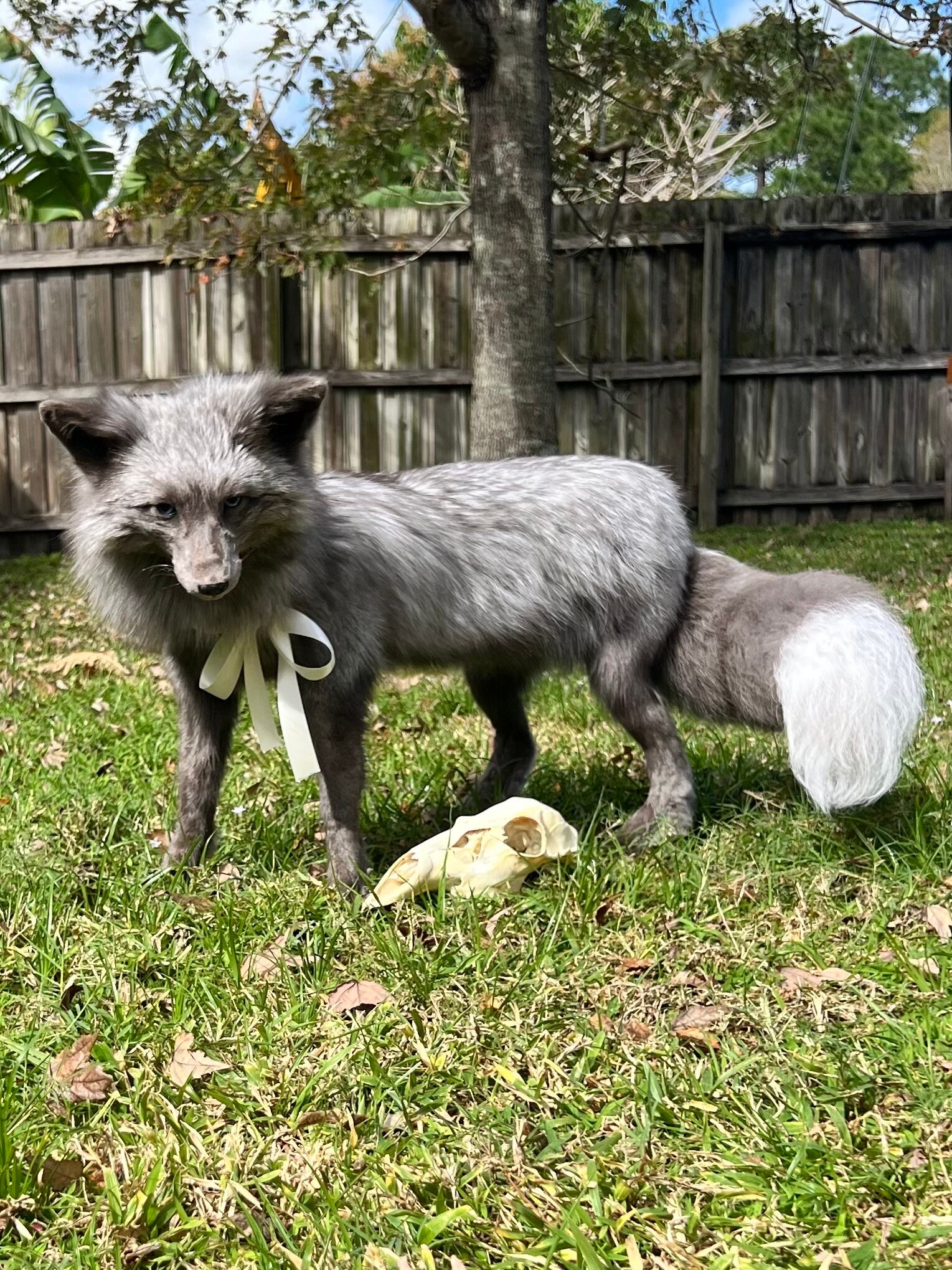 Fox Soft Mount Taxidermy Ranch Posable Locline Ranch Fox Oddity Cabin ...