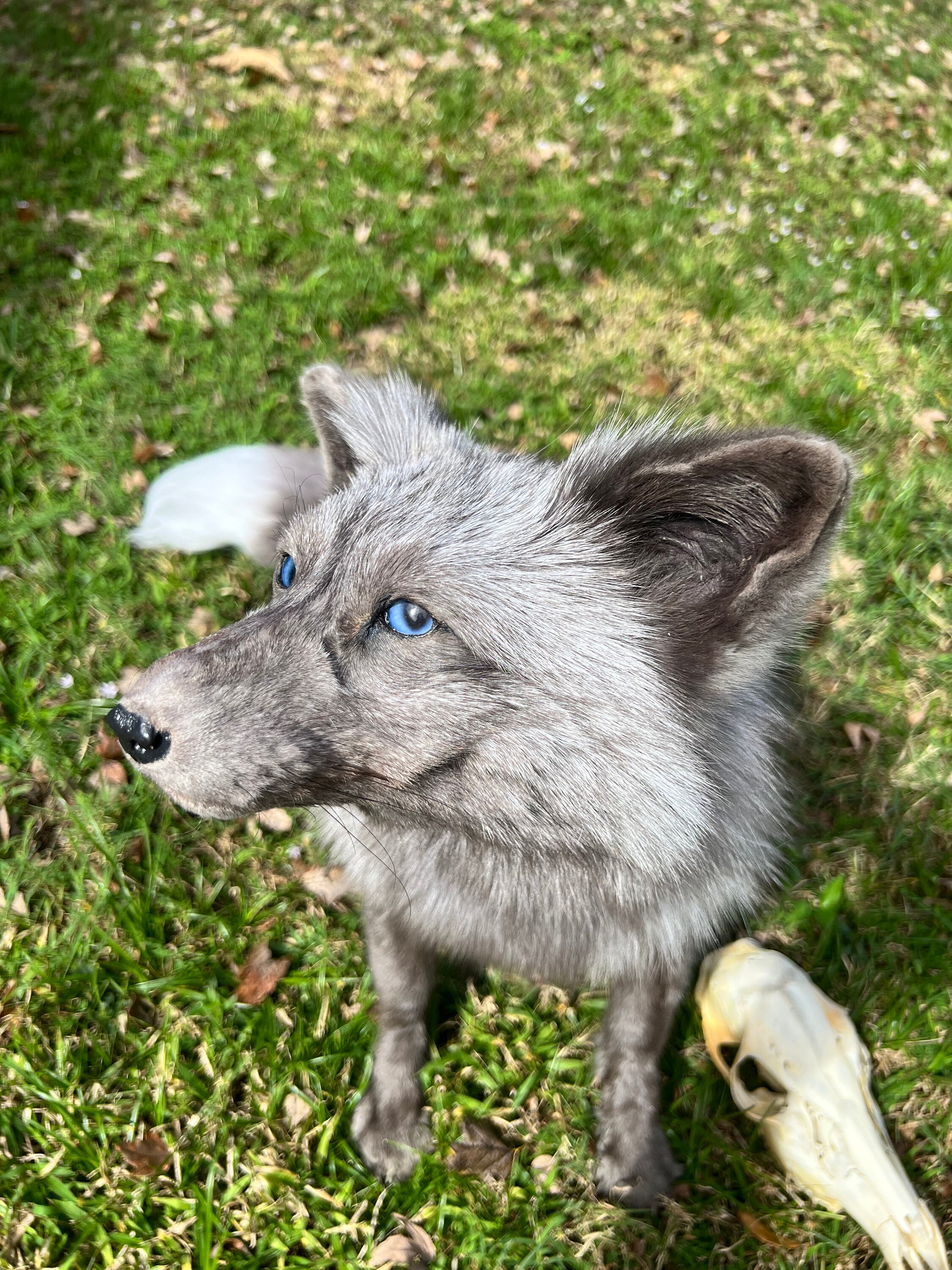 Fox Soft Mount Taxidermy Ranch Posable Locline Ranch Fox Oddity Cabin ...