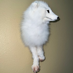 RARE Wall Mount Arctic Fox Taxidermy Wall Decor Cabin - Etsy