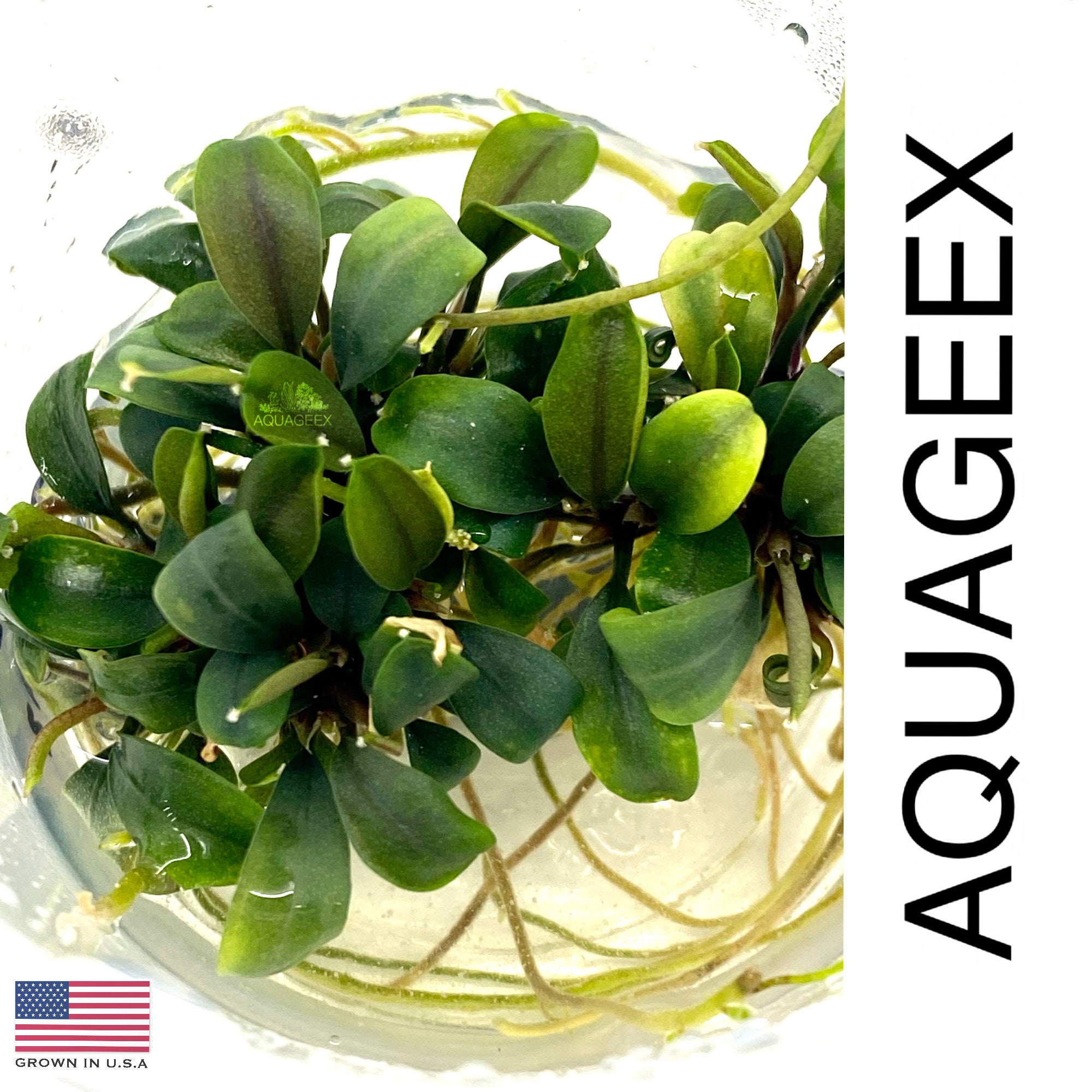 Bucephalandra Red Phantom Tissue Culture Rare Live Aquarium Plants ...