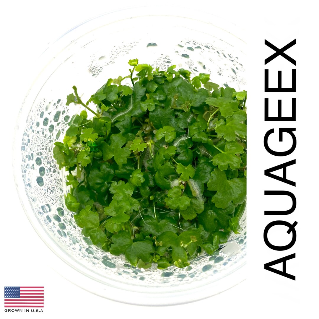 Hydrocotyle Tripartita Sp. Japan Live Freshwater Aquarium Plants Tissue ...