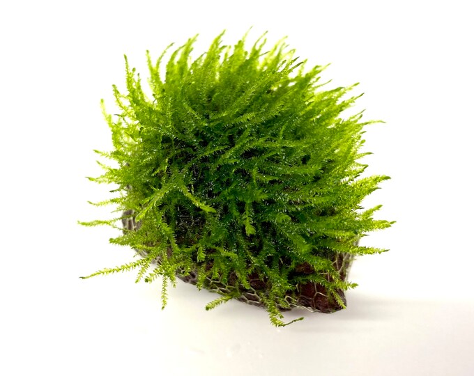 Java Moss on Volcanic Rock for Freshwater Aquarium Fish Tanks Easy - Etsy