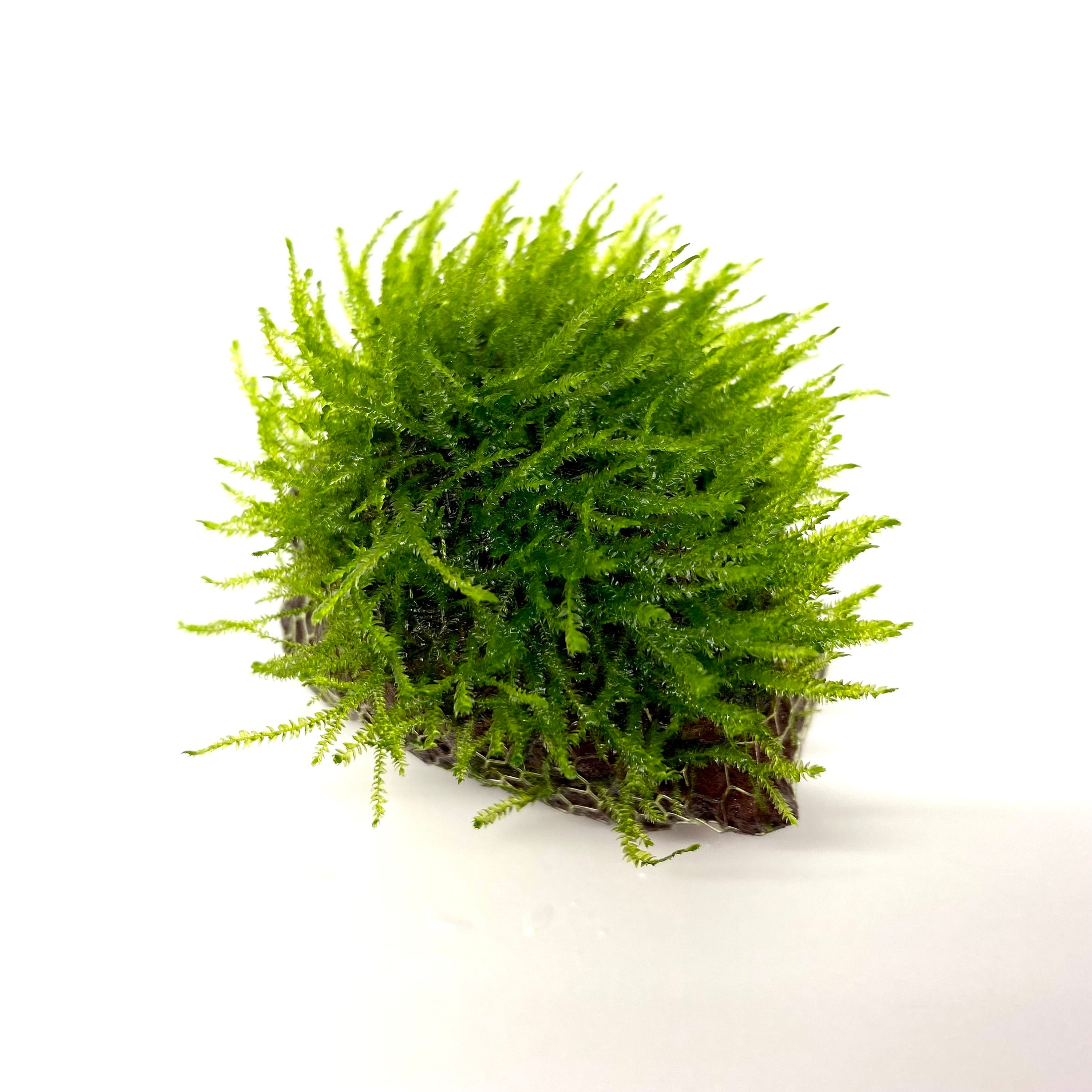 Java Moss on Volcanic Rock for Freshwater Aquarium Fish Tanks Easy - Etsy