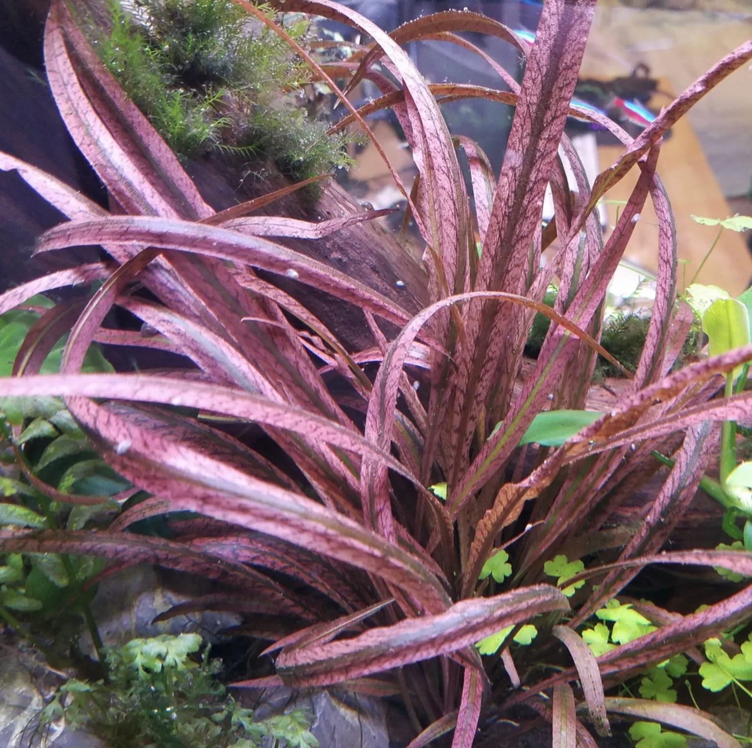 Cryptocoryne Spiralis
