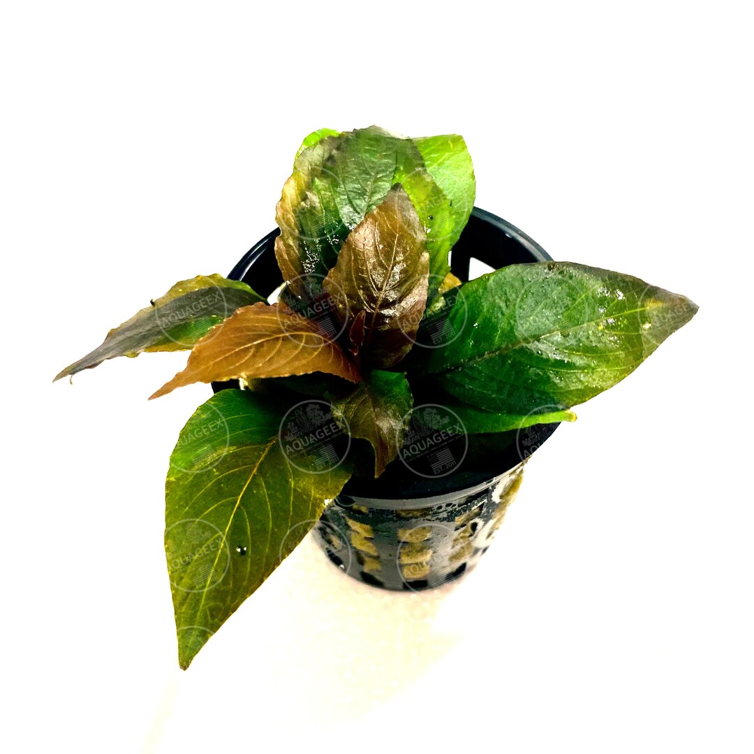 Hygrophila Corymbosa Compacta Easy Live Aquarium Plants Pond Freshwater ...