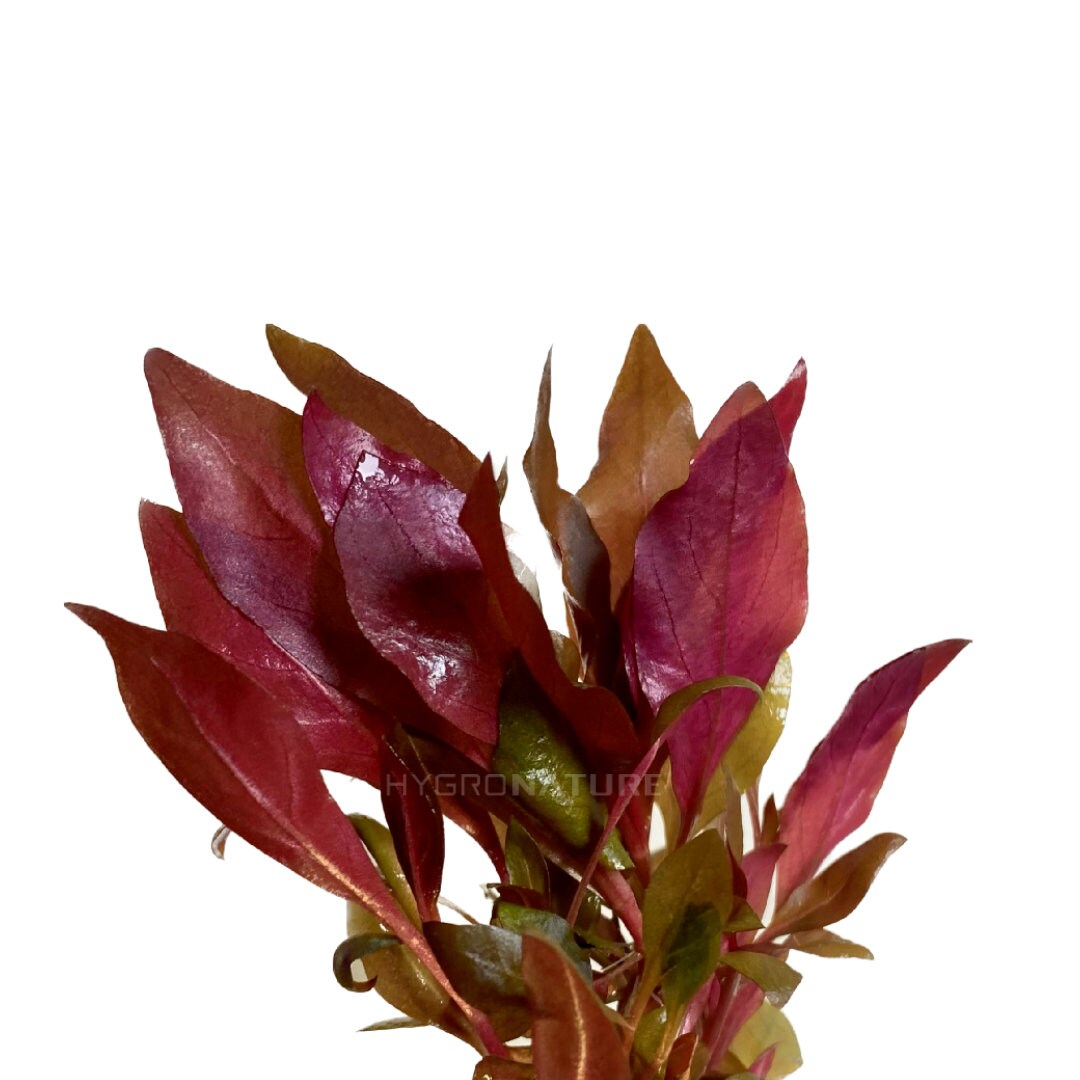 Alternanthera Reineckii Rosaefolia AKA Scarlet Temple Clump (SNAIL FREE ...