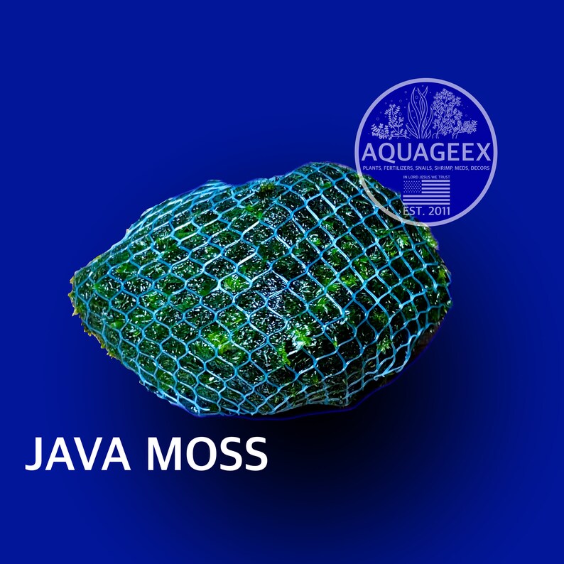 Java Moss on Volcanic Rock for Freshwater Aquarium Fish Tanks Easy - Etsy