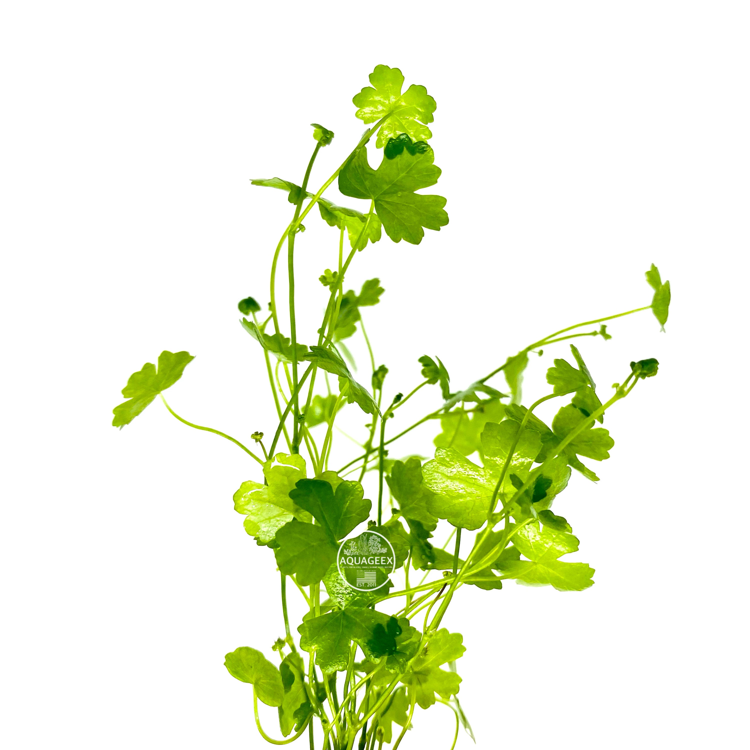 Hydrocotyle Tripartita dwarf Japan Live Aquarium - Etsy