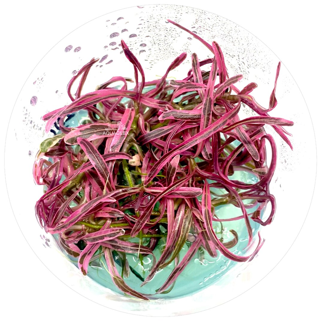 HYGROPHILA LANCEA 'CHAI' Tissue Culture Cup Rare Live - Etsy