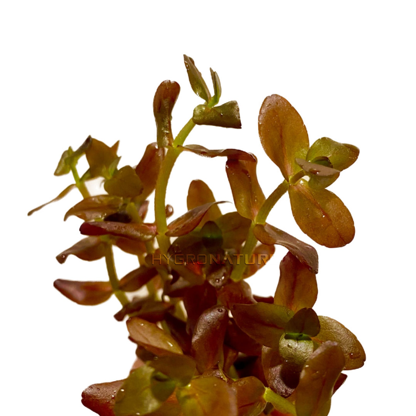 Bacopa Salzmannii Deep Purple Rare Live Freshwater Aquarium Plant - Etsy