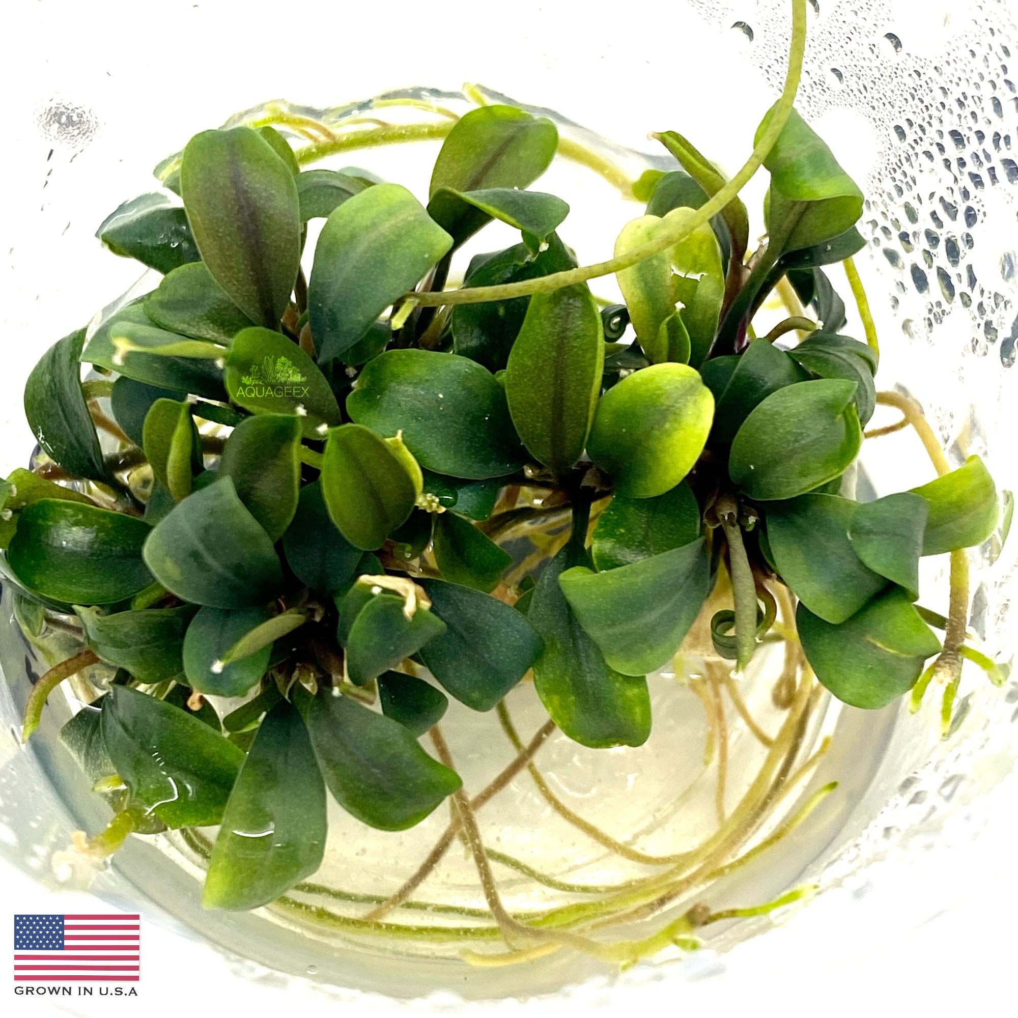 Bucephalandra Red Phantom Tissue Culture Rare Live Aquarium Plants ...