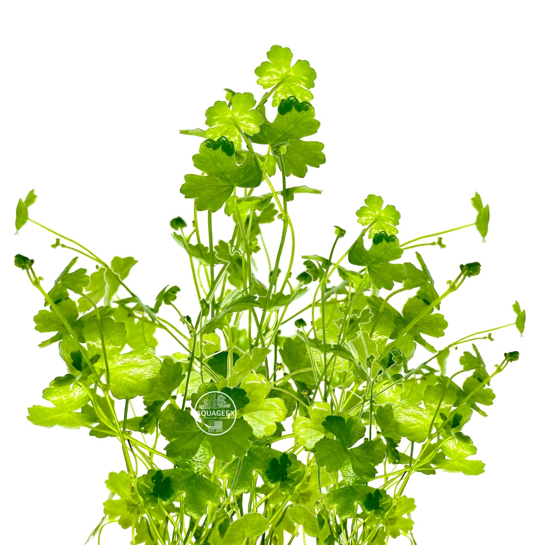 Hydrocotyle Tripartita dwarf Japan Live Aquarium Plants Dwarf Pennywort ...
