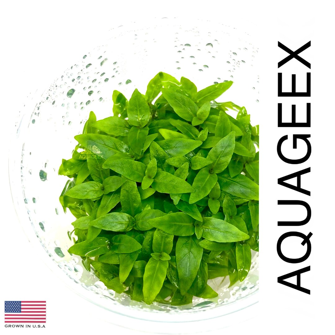 Staurogyne Repens S Repens Tissue Culture Easy Live Aquarium Plants ...