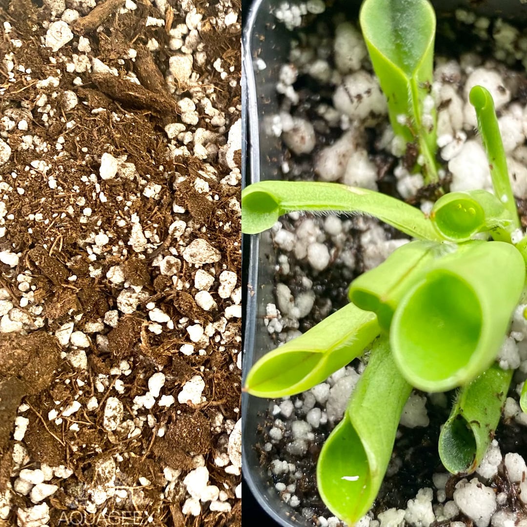 Carnivorous Plants Potting Soil Mix Venus Fly Trap Drosera - Etsy