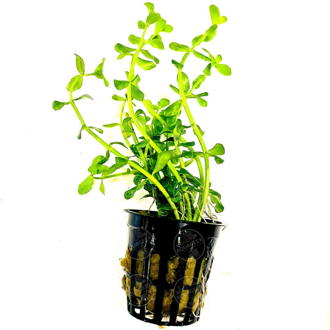 Bacopa Monnieri 'compact' Pot Freshwater Live Aquarium Plants Easy ...