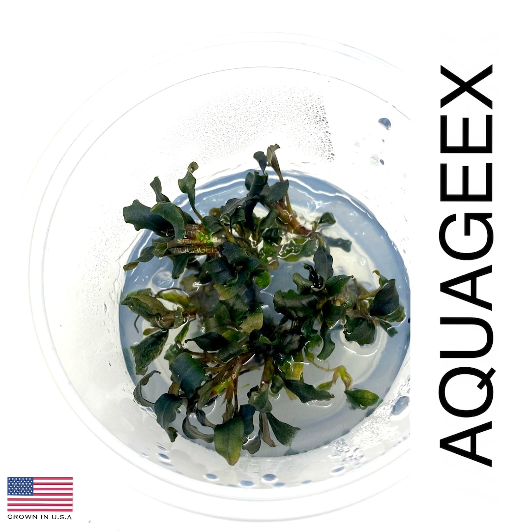 Bucephalandra Brownie Ghost Tissue Culture Rare Freshwater Aquarium ...