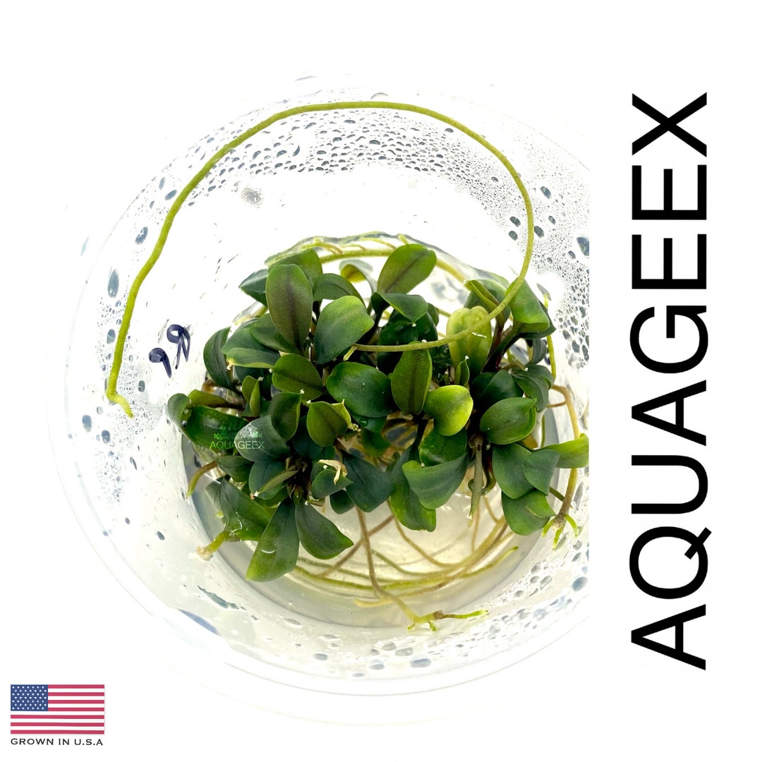 Bucephalandra Red Phantom Tissue Culture Rare Live Aquarium Plants ...