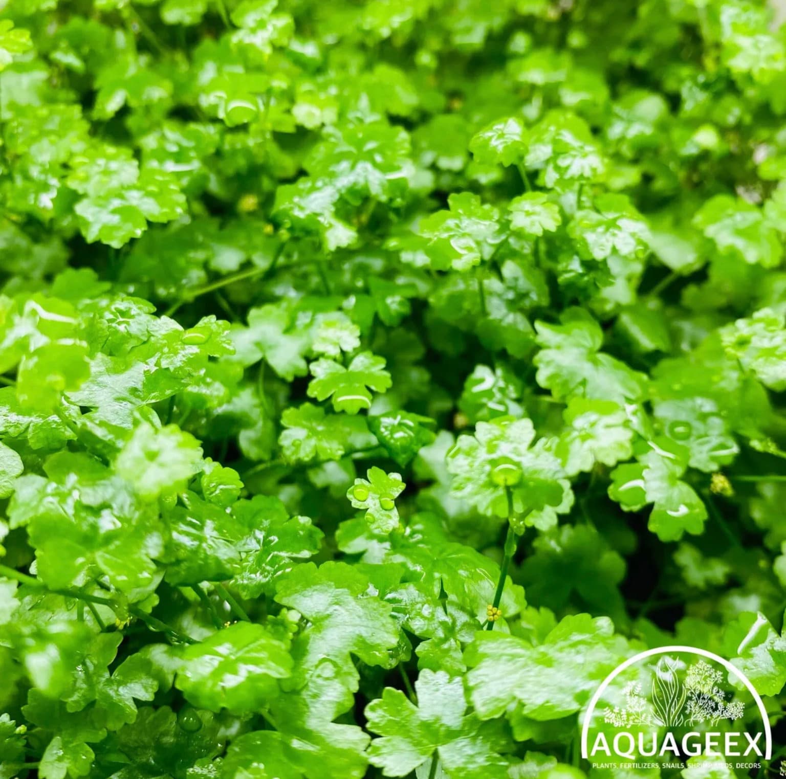 Hydrocotyle Tripartita dwarf Japan Live Aquarium - Etsy