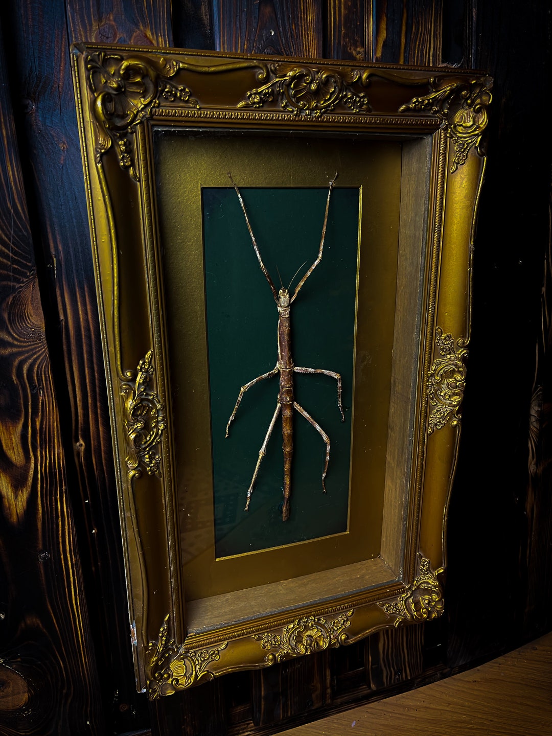 Giant Stick Insect Frame tirachoidea Westwoodi - Etsy