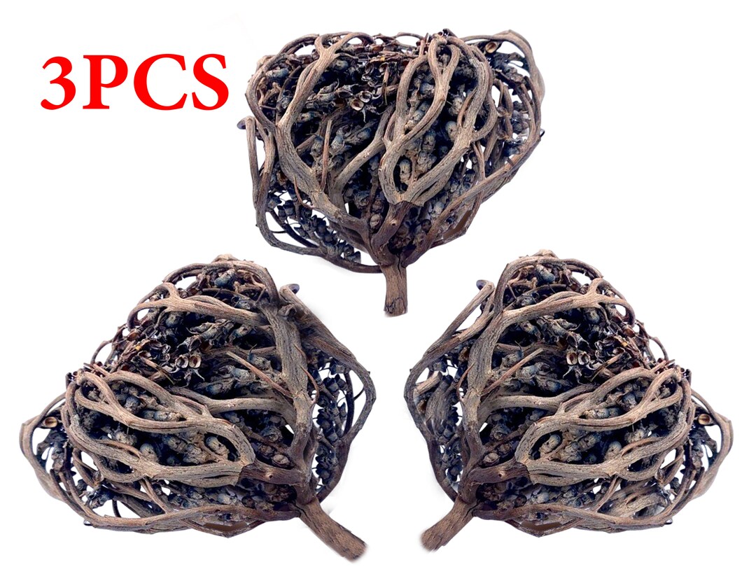 Shajarat Maryam: the Sacred Plant of Feminine Harmony Palm of Mary Rose ...