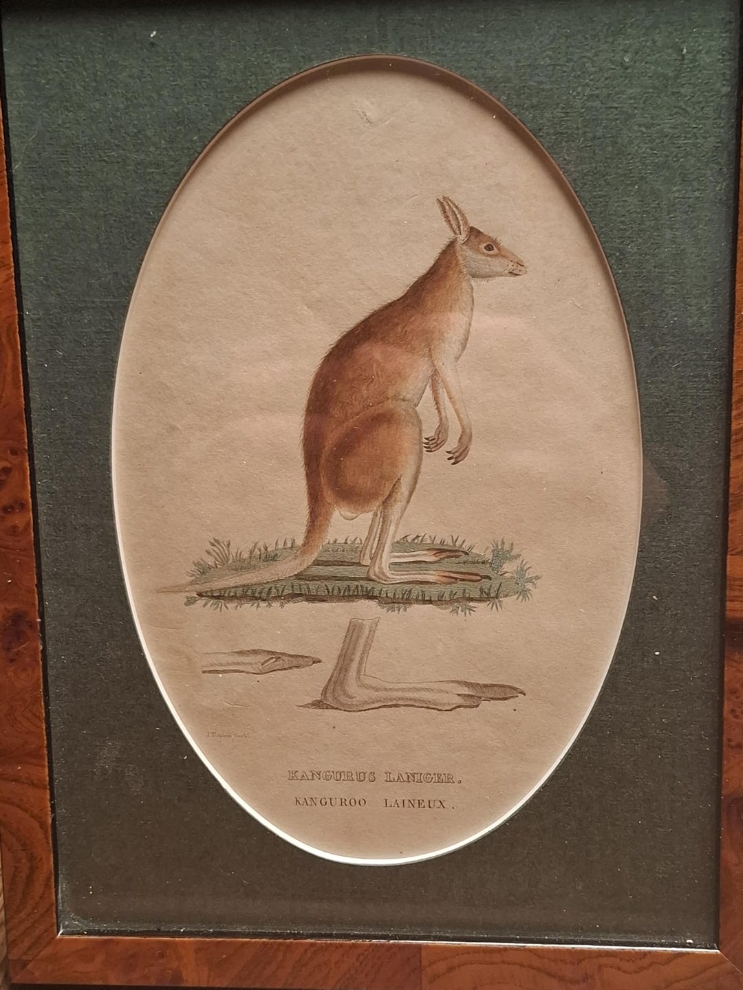 Antique Kangaroo Engraving by J. Delpierre – Kangurus Laniger – Atlas ...