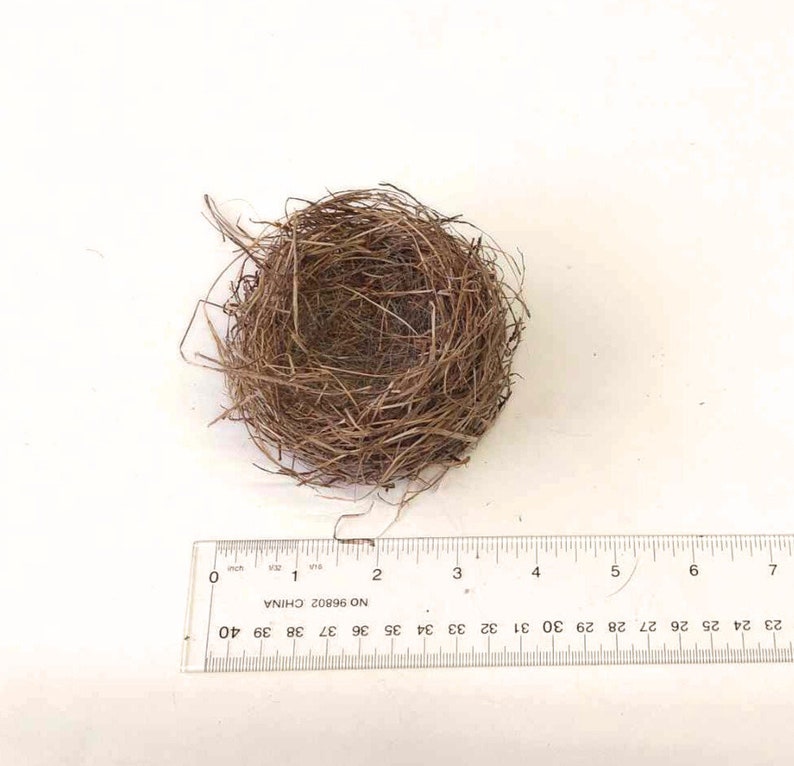 Authentic Small REAL Bird's Nest Harvested in Nature - Etsy
