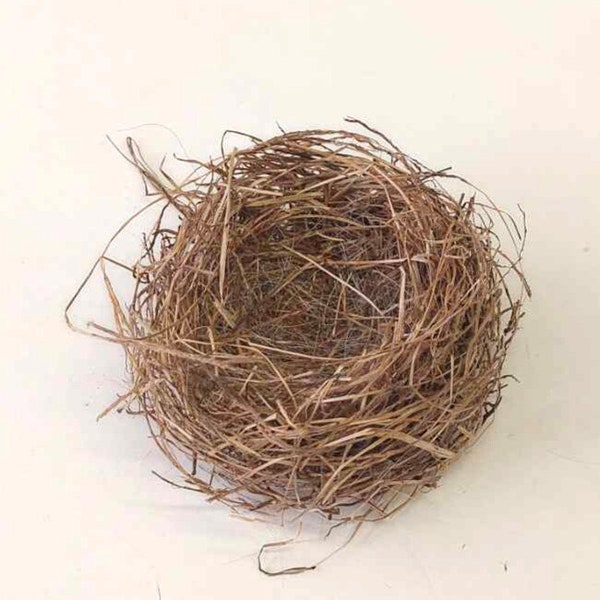 Real Birds Nest - Etsy