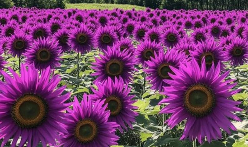 Purple Sunflower Seeds, Professional Quality Seeds - Etsy