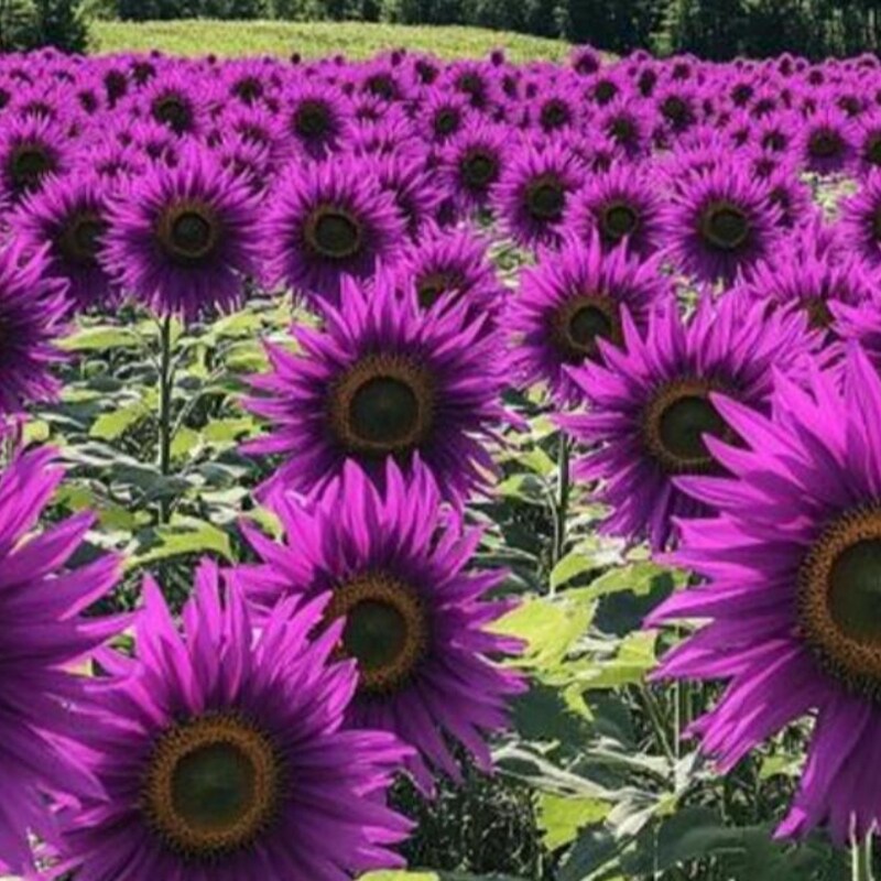 Purple Sunflower - Etsy