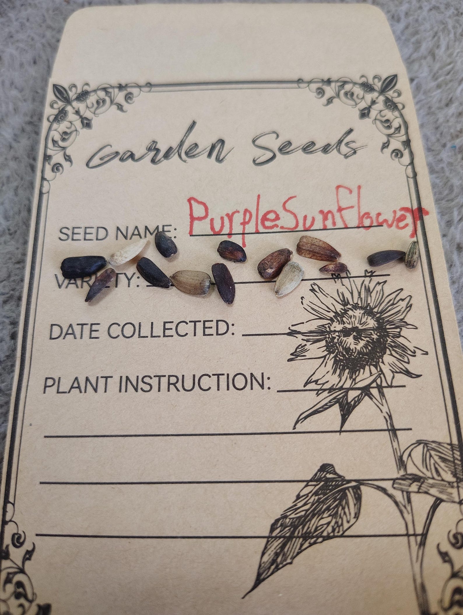 Purple Sunflower Seeds, Professional Quality Seeds - Etsy