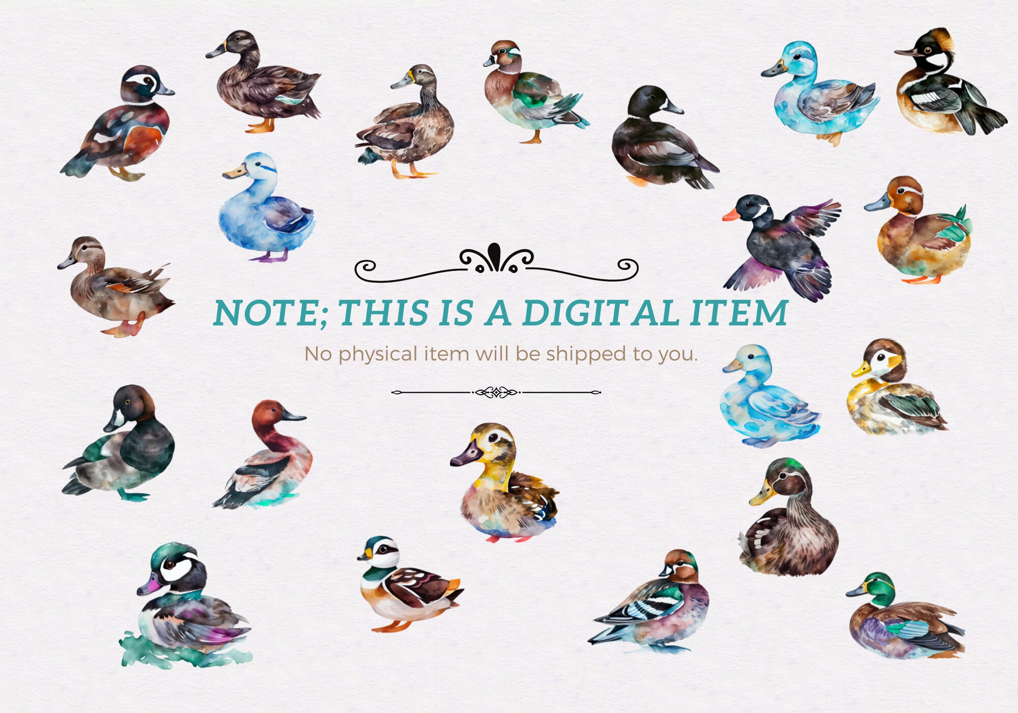 PNG Duck Clipart Watercolor Duck Art Digital Download Bundle 21 Ducks ...