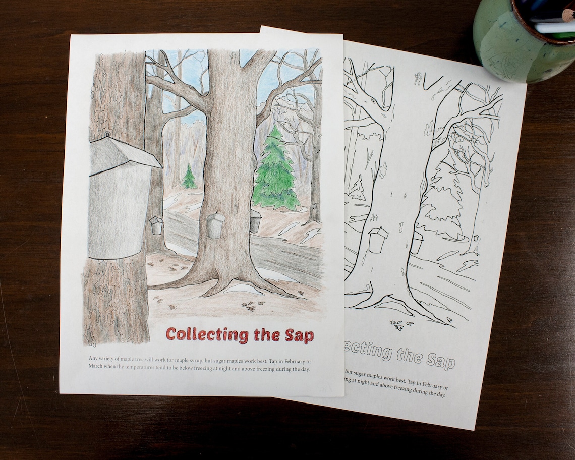 8.5"x11" Printable PDF Coloring Sheets, 4 Sheets, Making Maple Syrup - Etsy