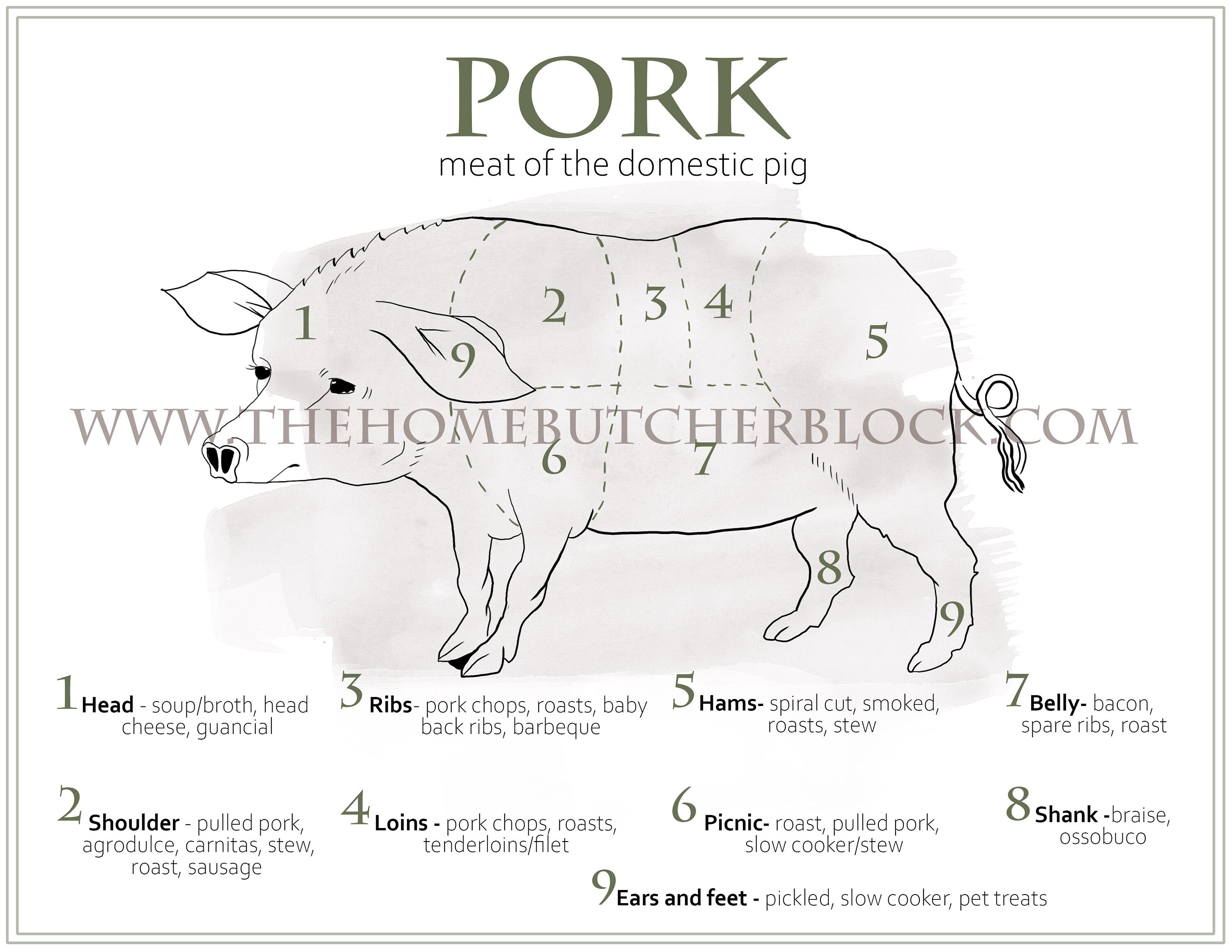 Anatomy of Beef, Anatomy of Pork, Kitchen Meat Break Down, Cow, Pig ...