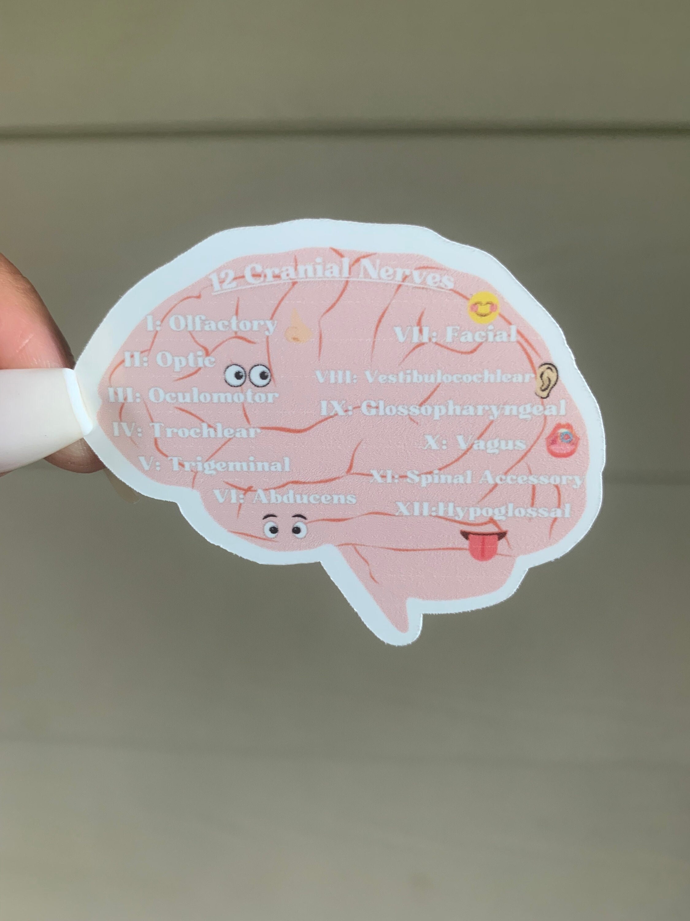 12 Cranial Nerves Speech Therapy Sticker SLP Sticker for - Etsy