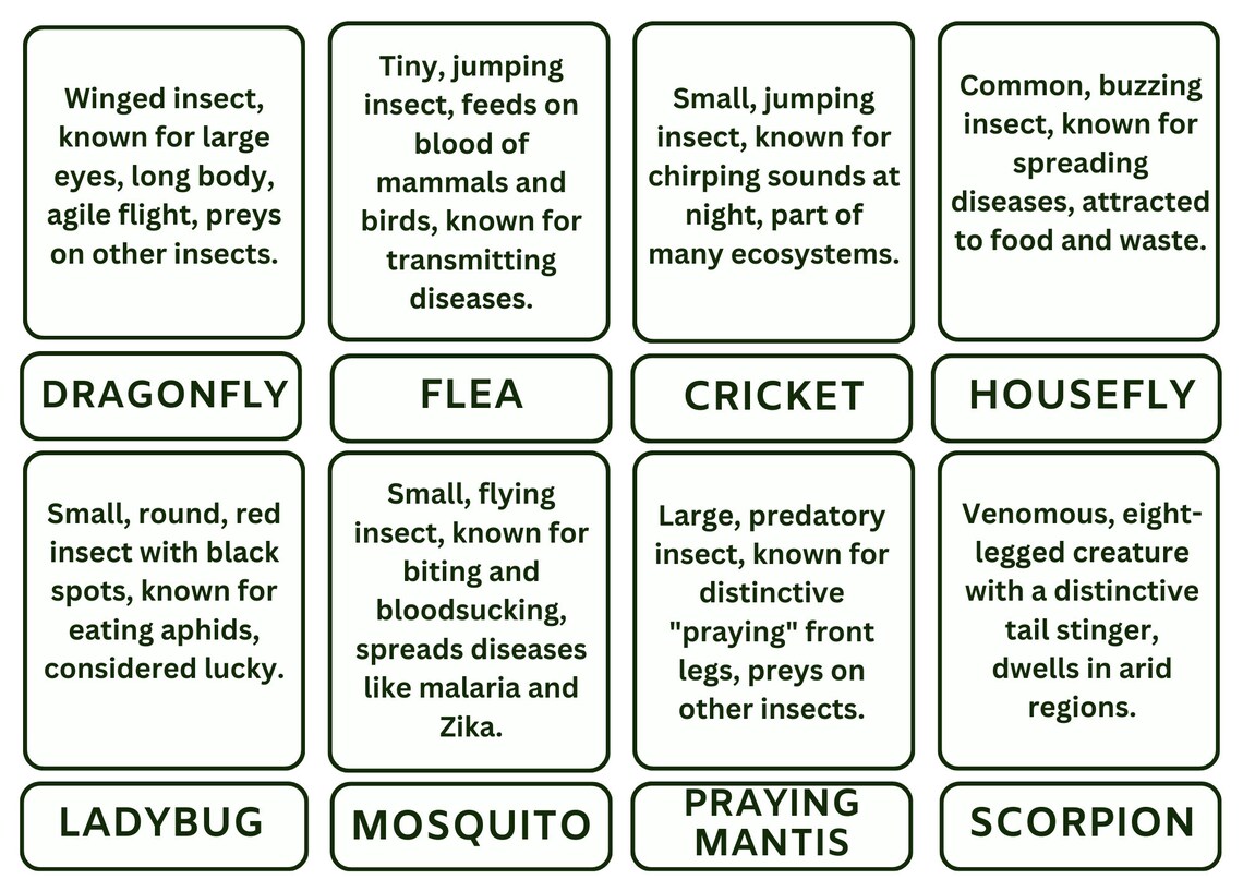 Educational Insect Flashcards Set - 3-piece Illustrated Learning Cards ...